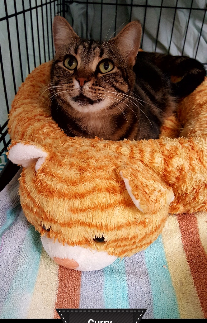 Curry – Humane Animal Care Coalition