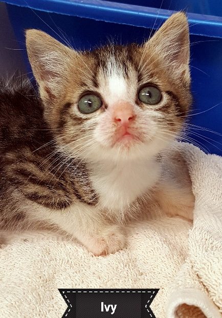 Available Animals - Humane Animal Care Coalition