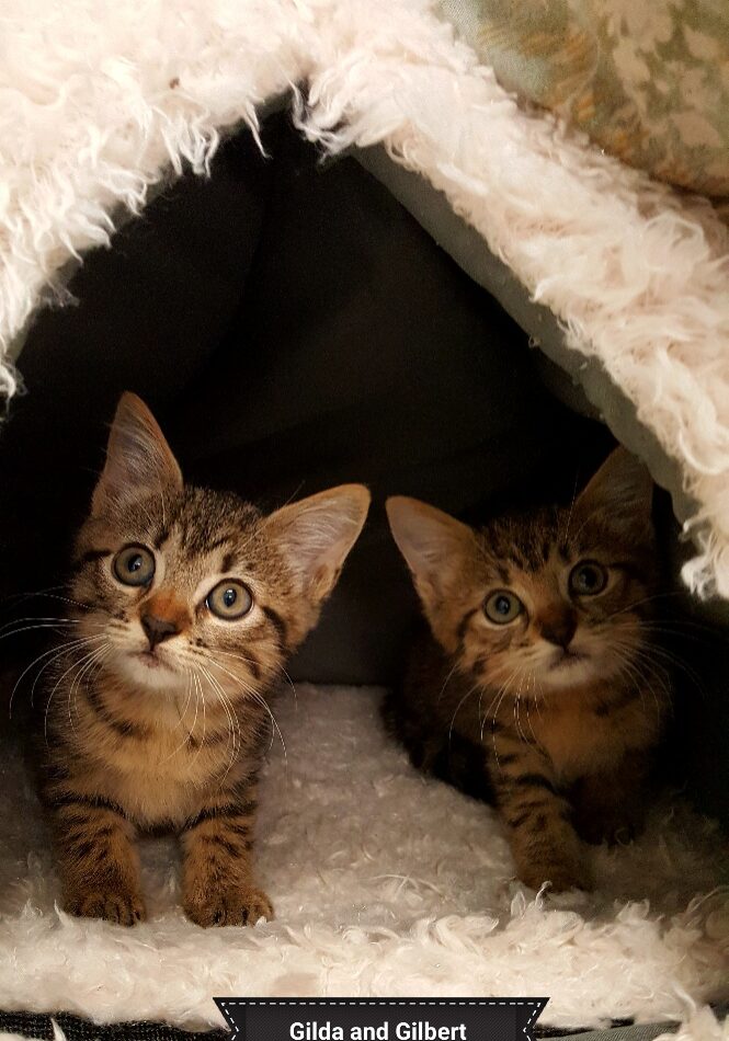 Available Animals – Humane Animal Care Coalition