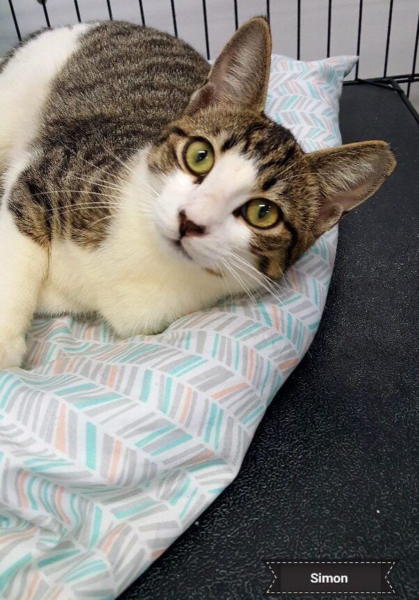 Available Animals – Humane Animal Care Coalition