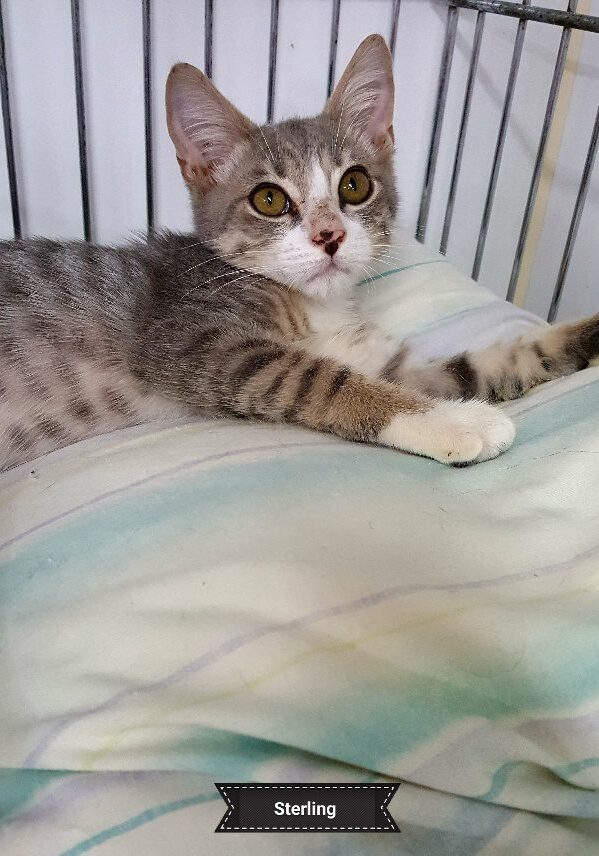 Available Animals – Humane Animal Care Coalition